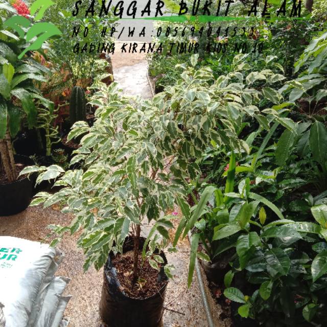 Jual Tanaman/pohon beringin putih-ficus benjamina variegata 1 meter ...