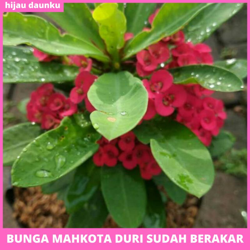 Jual Bunga Mahkota Duri Merah Tanaman Hias Euphorbia Segar Eporbia ...