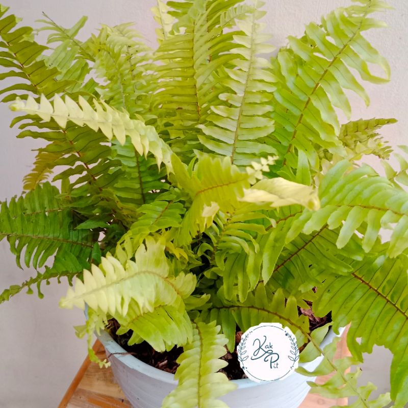 Jual Pakis Boston Rimbun | Tanaman Hias Teduh | Tanaman Purba Hutan ...