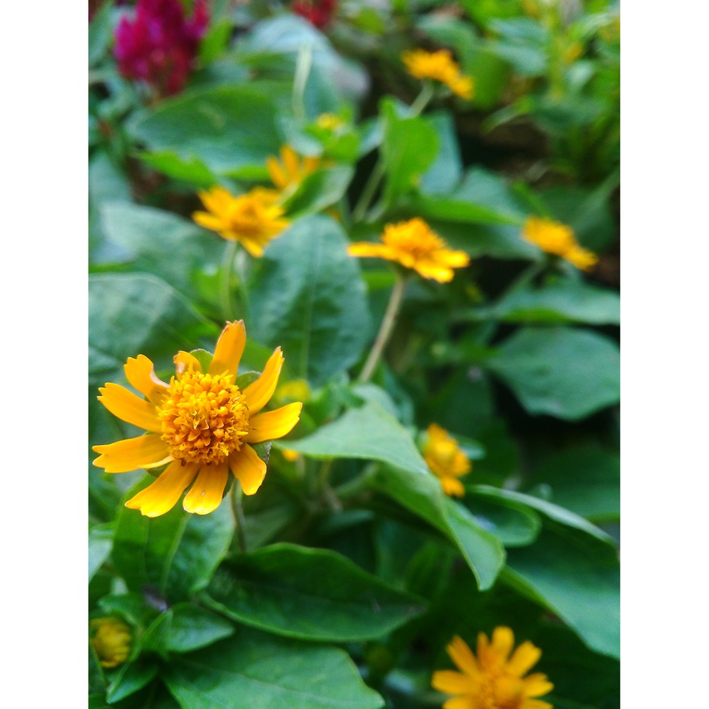 Jual Tanaman Hias Bunga Kolget atau Bunga Matahari Mini | Shopee Indonesia