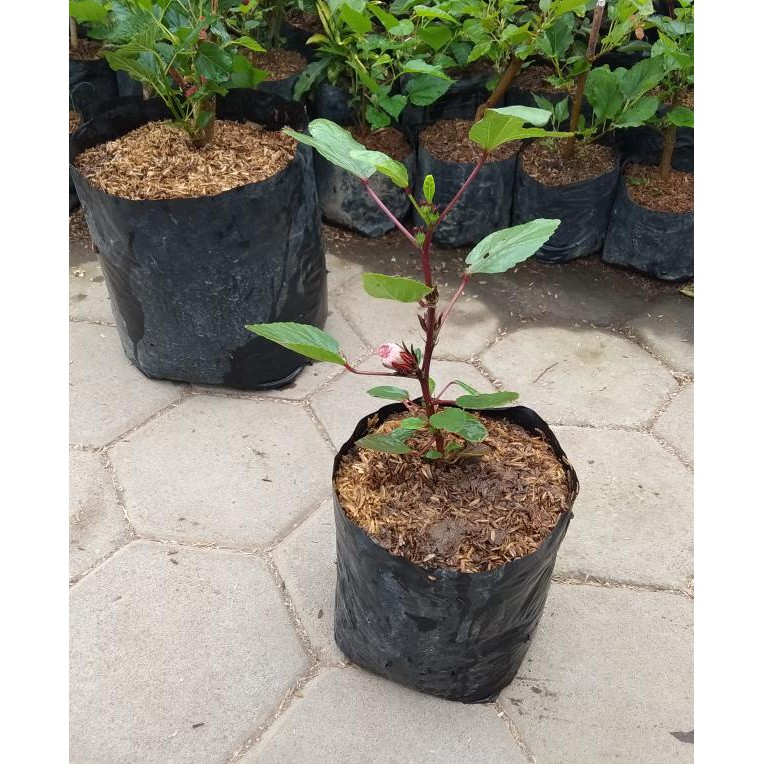 Jual BIBIT TANAMAN HERBAL ROSSELA MERAH BERBUNGA UNGGULAN! | Shopee ...