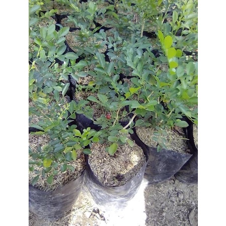 Jual PROMO!! Tanaman Hias Bunga Kemuning . ( Tanaman hias hidup indoor ...