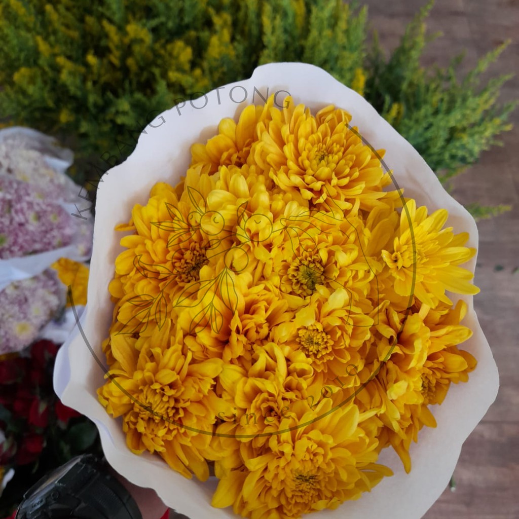 Jual Bunga Krisan Potong / Segar warna KUNING per ikat 10 batang Murah ...