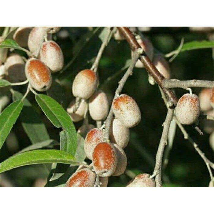 Jual Bibit Tanaman Buah Silver Berry 40cm | Shopee Indonesia