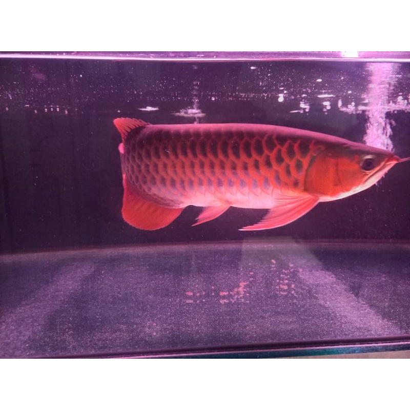 Jual Ikan Arowana / Arwana SR Spek Kontes , 100% Garansi ...