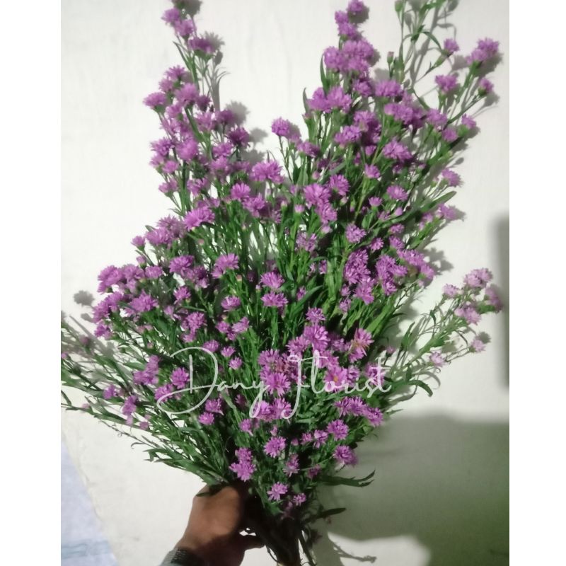Jual Bunga PIKOK UNGU MURAH PER IKAT | Shopee Indonesia