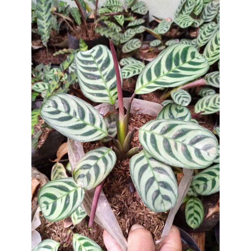 Jual Tanaman hias marantah ekor merak/maranta sepat /calathea | Shopee ...