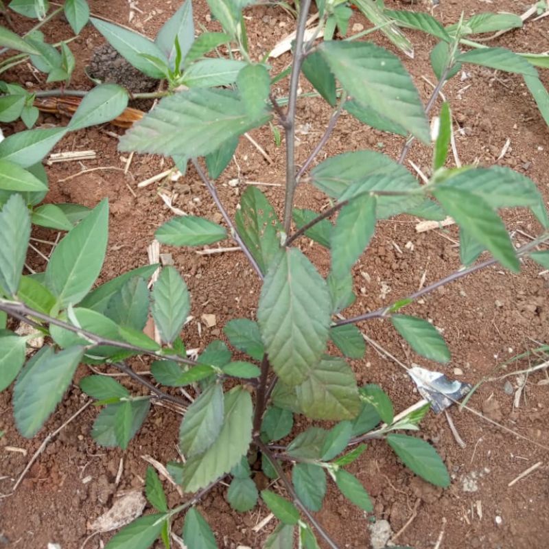 Jual daun sadagori segar per 500 grm | Shopee Indonesia