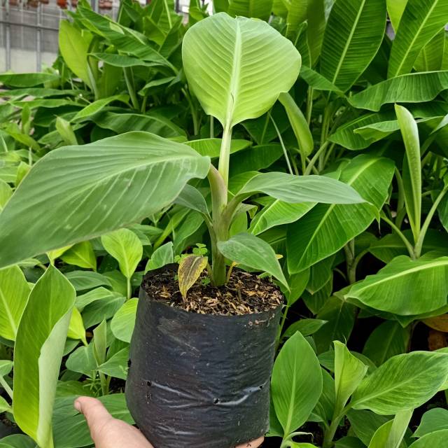 Jual Bibit pohon pisang Raja Bulu Kuning / raja kresek / raja sajen ...