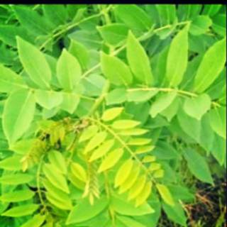 Jual Stek bibit Gamal / kleresede ( Gliricidia sepium ) siap tanam ...