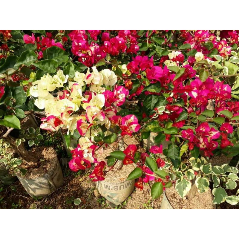 Harga Bougenvile Citra India Terbaru Jul 2025 | BigGo Indonesia