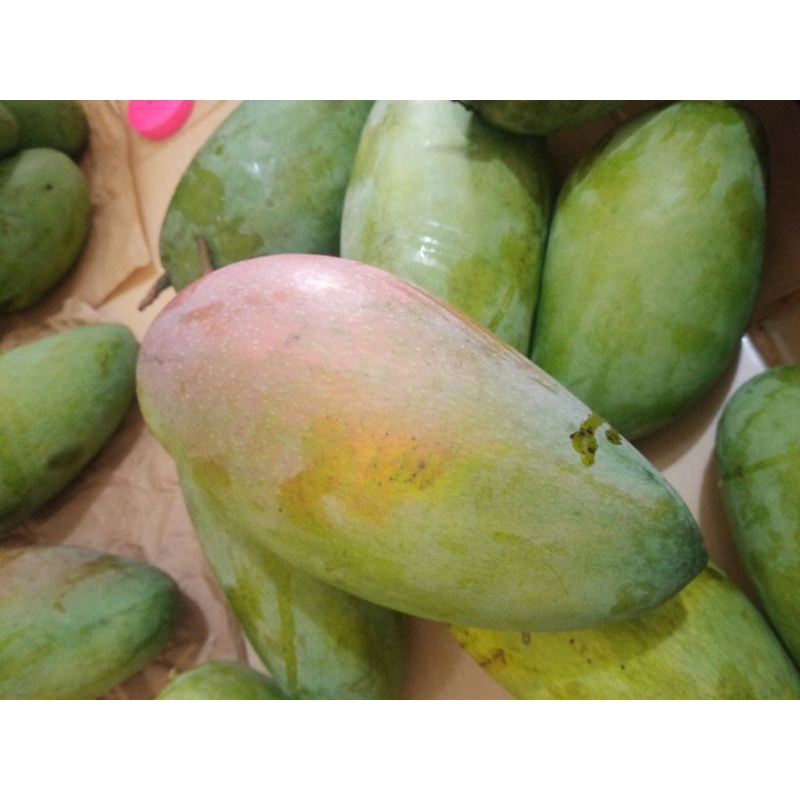 Jual Buah Mangga Kiojay ( 1kg 1 pcs ) | Shopee Indonesia