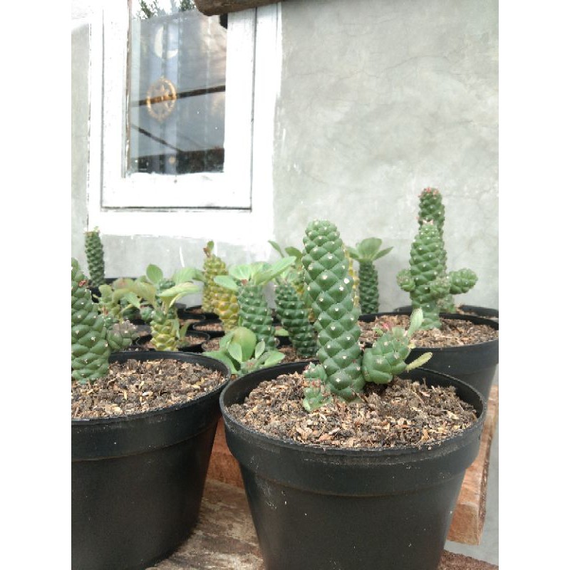 Jual kaktus pot 12cm(pot+media) | Shopee Indonesia
