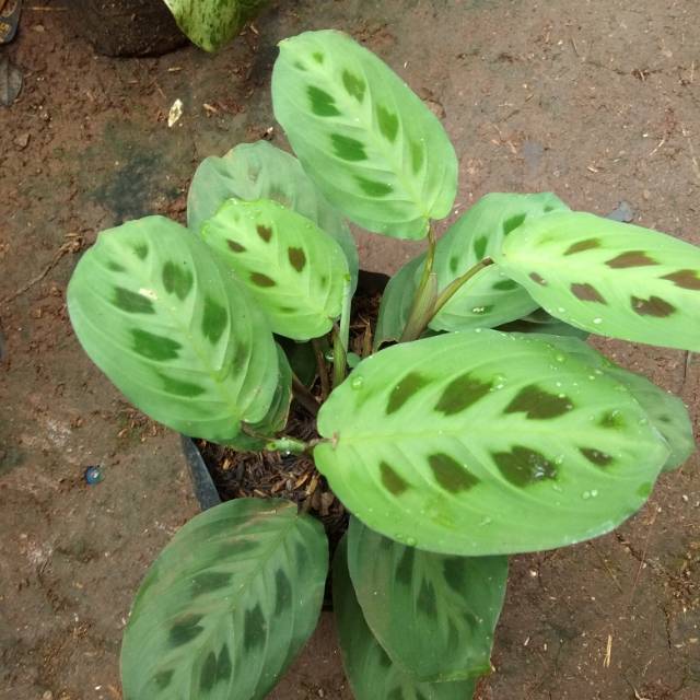 Tanaman hias calathea levonero / pohon kalatea levenero | Shopee Indonesia