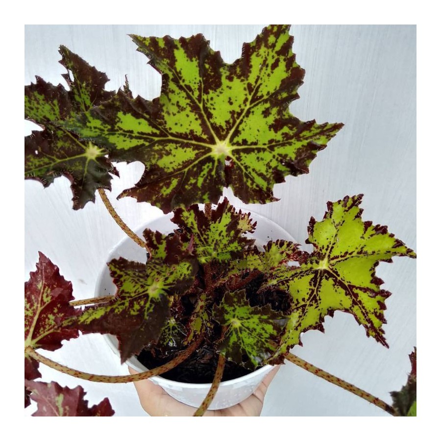 Jual TANAMAN HIAS BEGONIA CLEOPATRA ( BEGONIA BINTANG ) | Shopee Indonesia