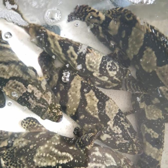 Jual Ikan Kerapu Bunga Macan Hidup Segar Fresh Per Ekor | Shopee Indonesia