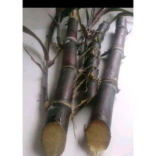 Jual Jual stek tebu hitam /4batang | Shopee Indonesia