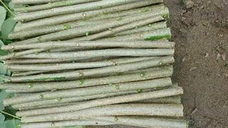 Jual BIBIT STEK POHON GAMAL/DADAP B ( sayuran bernutrisi untuk pakan ...