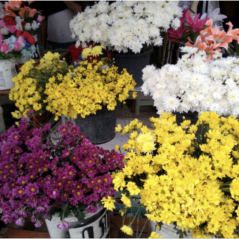 Jual bunga aster asli bunga aster fresh buket bunga aster buket bunga ...