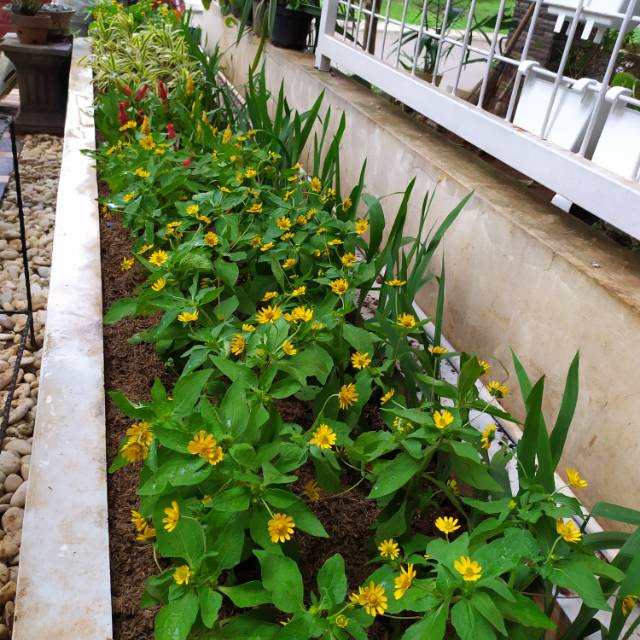 Jual Tanaman bunga matahari mini | Shopee Indonesia