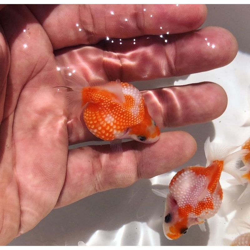 Jual Ikan Maskoki Mutiara / Ikan hias / Ikan mas koki / ikan air tawar ...