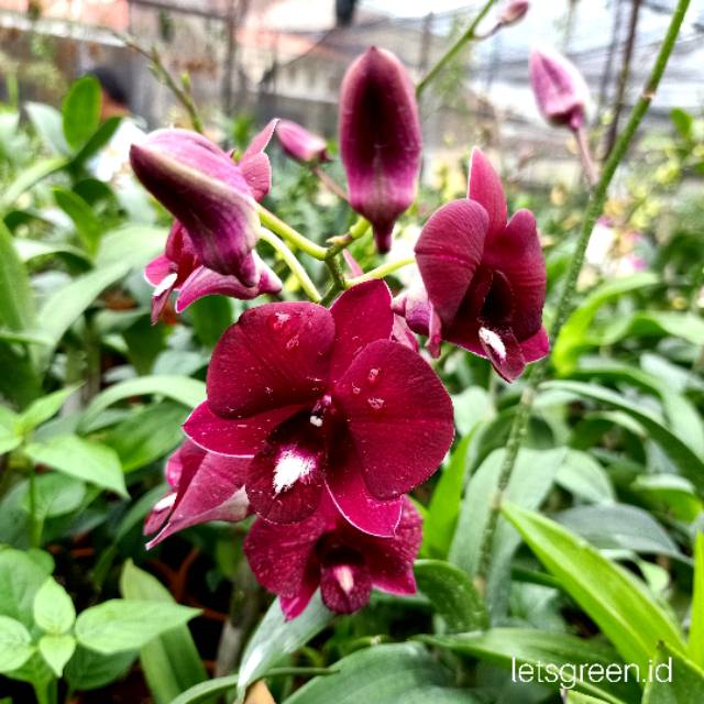 Jual Anggrek Dendrobium Red Dragon | Shopee Indonesia