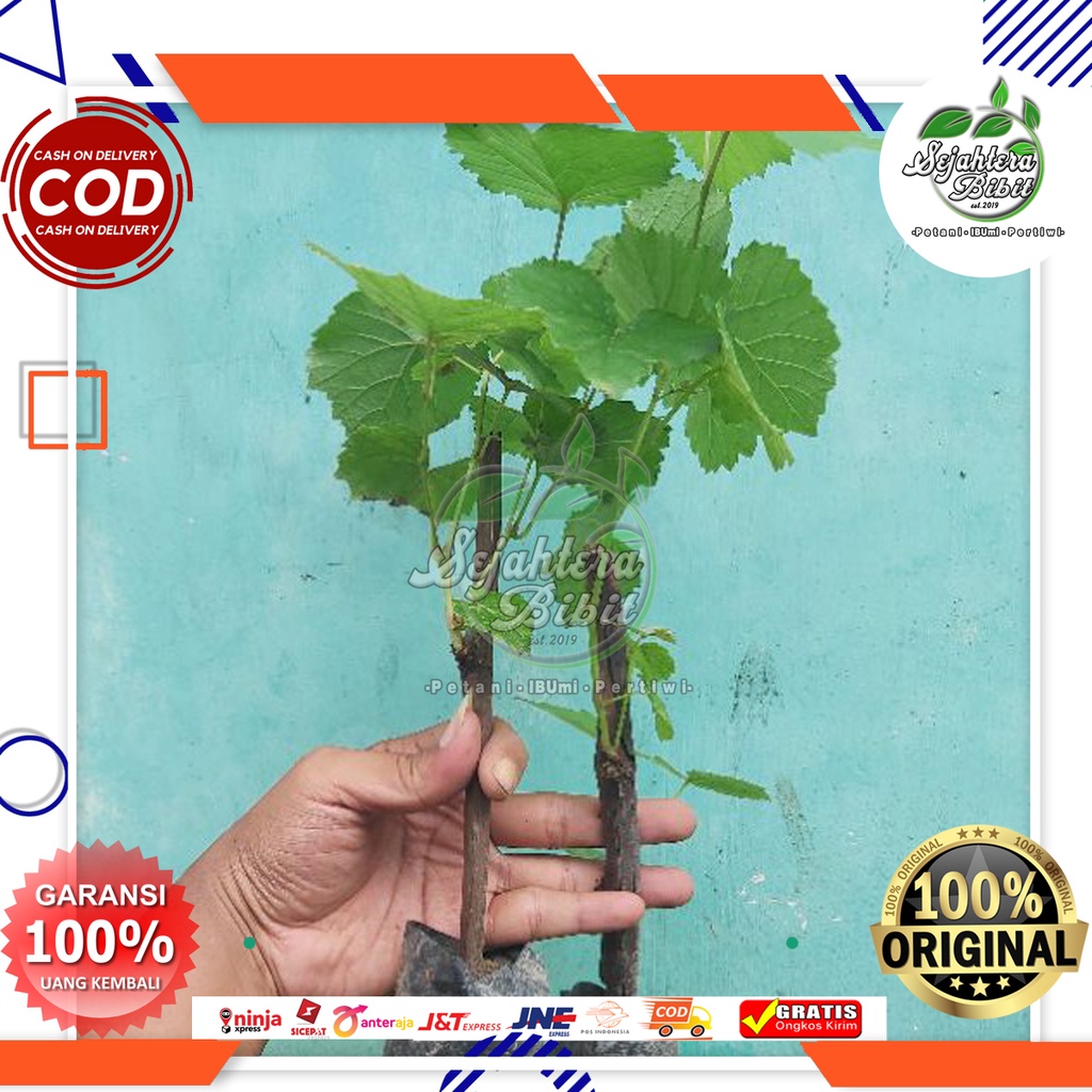 Jual Bareroot Anggur Isabella (siap grafting) | Shopee Indonesia