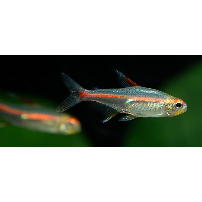 Jual Fire Tetra Neon Api Glowlight Tetra ukuran S-M Beli 5 Gratis 1 ...