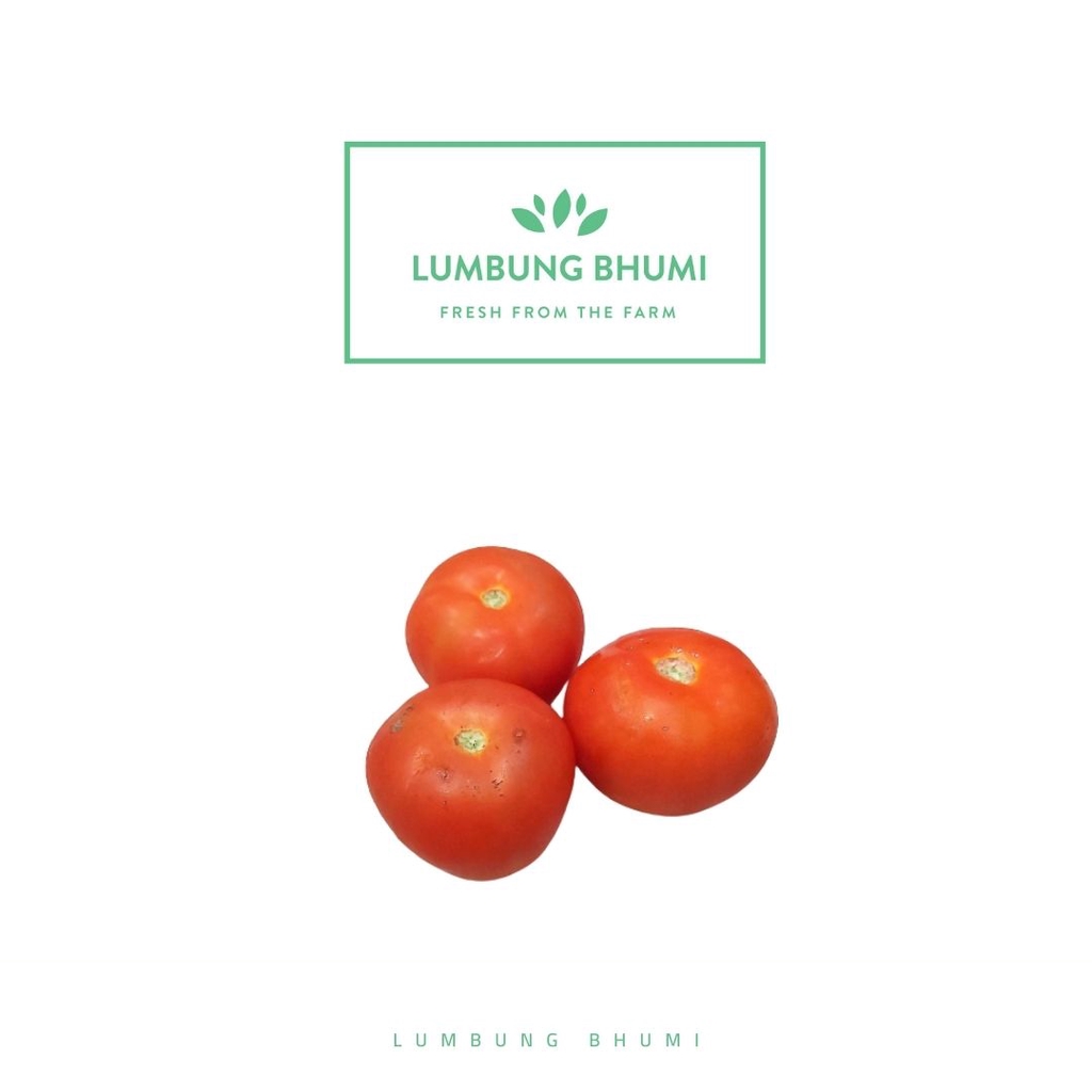 Jual Lumbung Bhumi - Tomat Apel / Tomat Beef 500 Gr ( Sayur Curah ...
