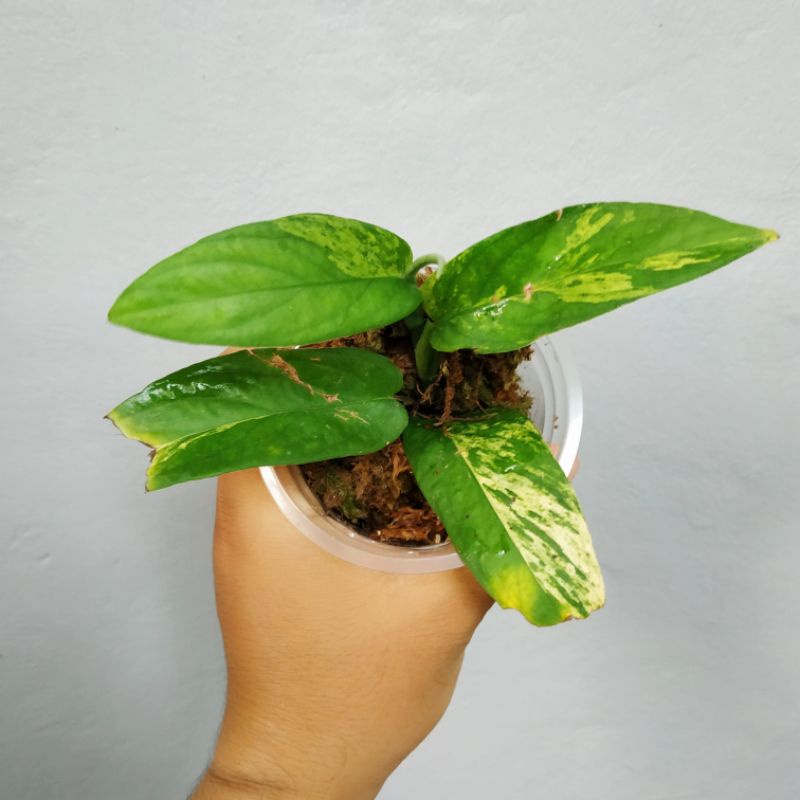 Jual Rhaphidophora beccarii variegata / beccari becari varigata ...