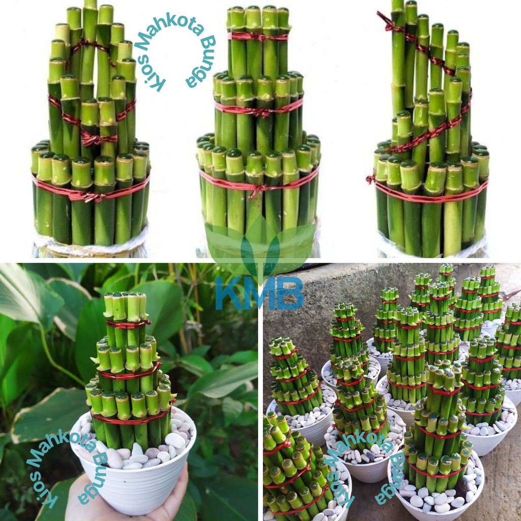Jual BAMBU HOKI / BAMBU SRI REJEKI 1 PAKET [ 3 POHON ] Indonesia|Shopee ...