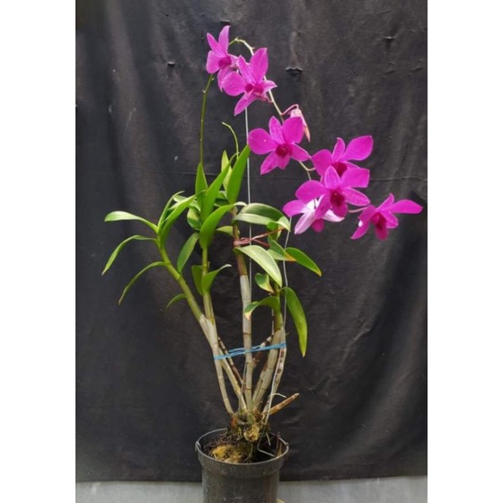Jual Anggrek Dendrobium Bantimurung - Anggrek Spesies Indonesia|Shopee Indonesia