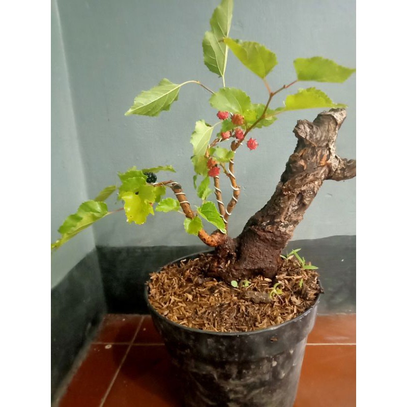 Jual bonsai murbei/ mulbery (morus alba) | Shopee Indonesia