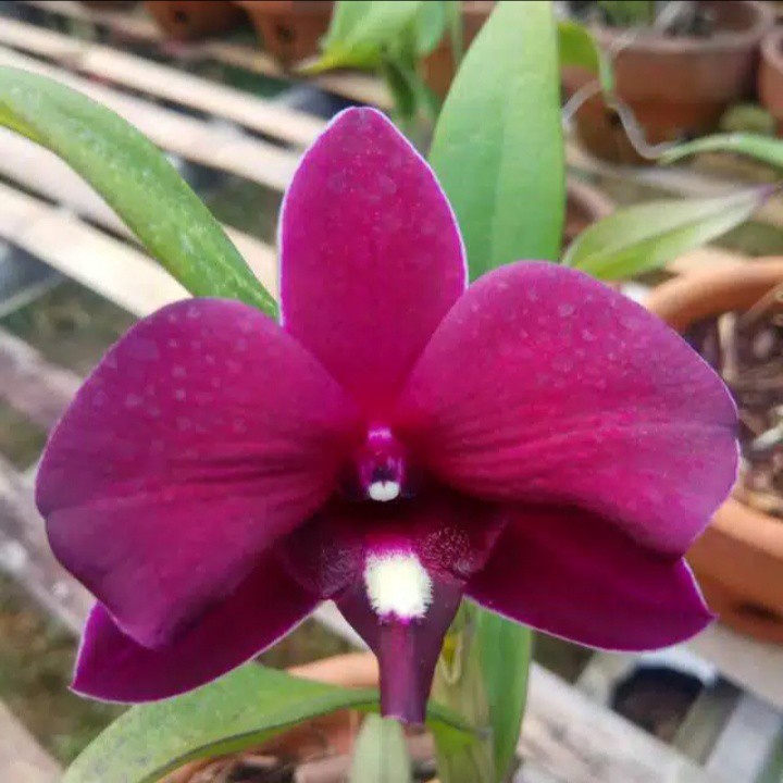 Jual Anggrek Dendrobium Red Beryl Dewasa | Shopee Indonesia