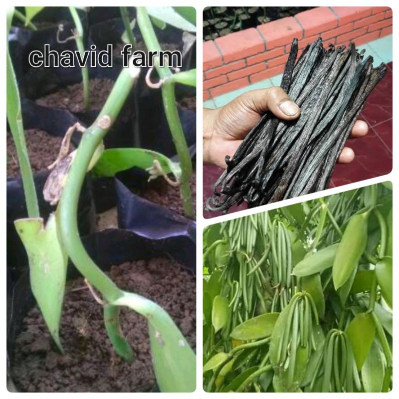 Jual Bibit stek vanili vanilli planifolia berakar super besar batang ...