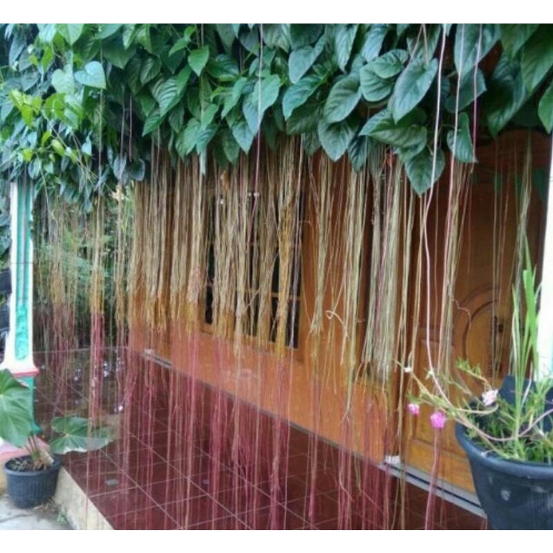 Jual Tanaman Tirai/ Rambat (curtain ivy) | Shopee Indonesia