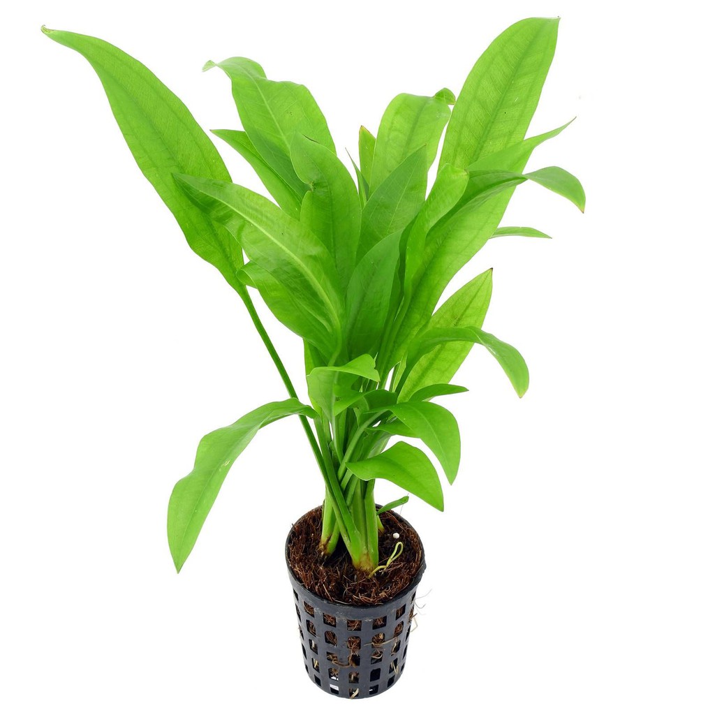 Jual Tanaman aquascape Amazon Sword - Echinodorus | Shopee Indonesia