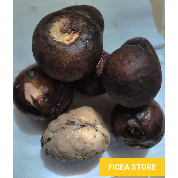 Jual Biji Buah Alpukat I Biji Alpukat 1 Kg | Shopee Indonesia