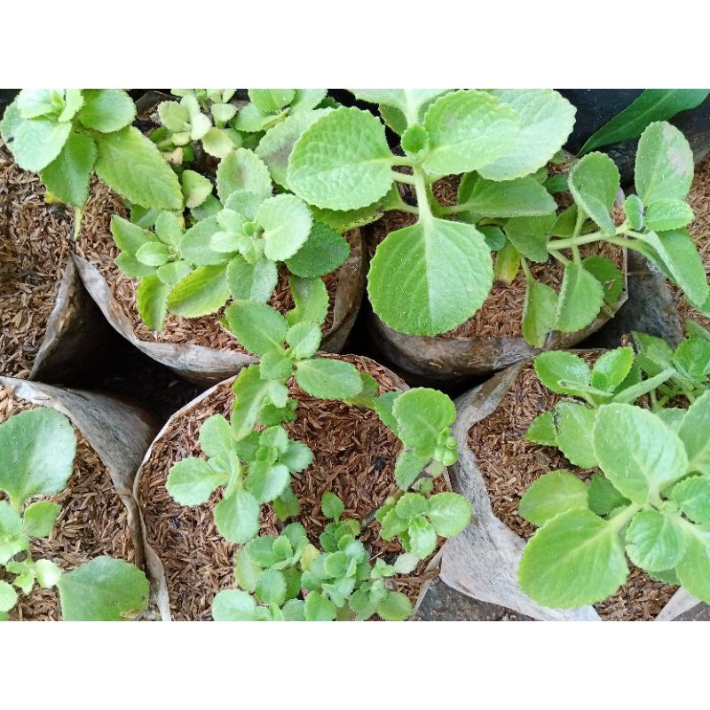 Jual Bunga mint daun besar Indonesia|Shopee Indonesia