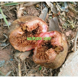 Jual BUAH KONDANG SEGAR 1KG / BUAH GONDANG / BUAH LOA / BUKAN BISORO ...