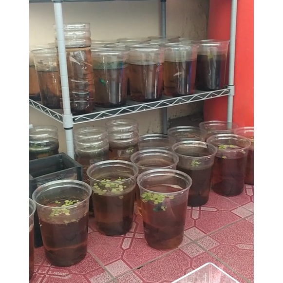 Jual Betta Fish Bottle Cup | Shopee Indonesia