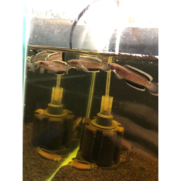 Produk Iwak sapi shop | Shopee Indonesia