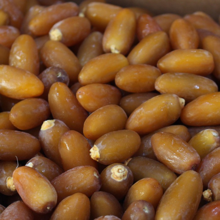 Jual Kurma Ruthob Libya Fresh 5Kg | Shopee Indonesia