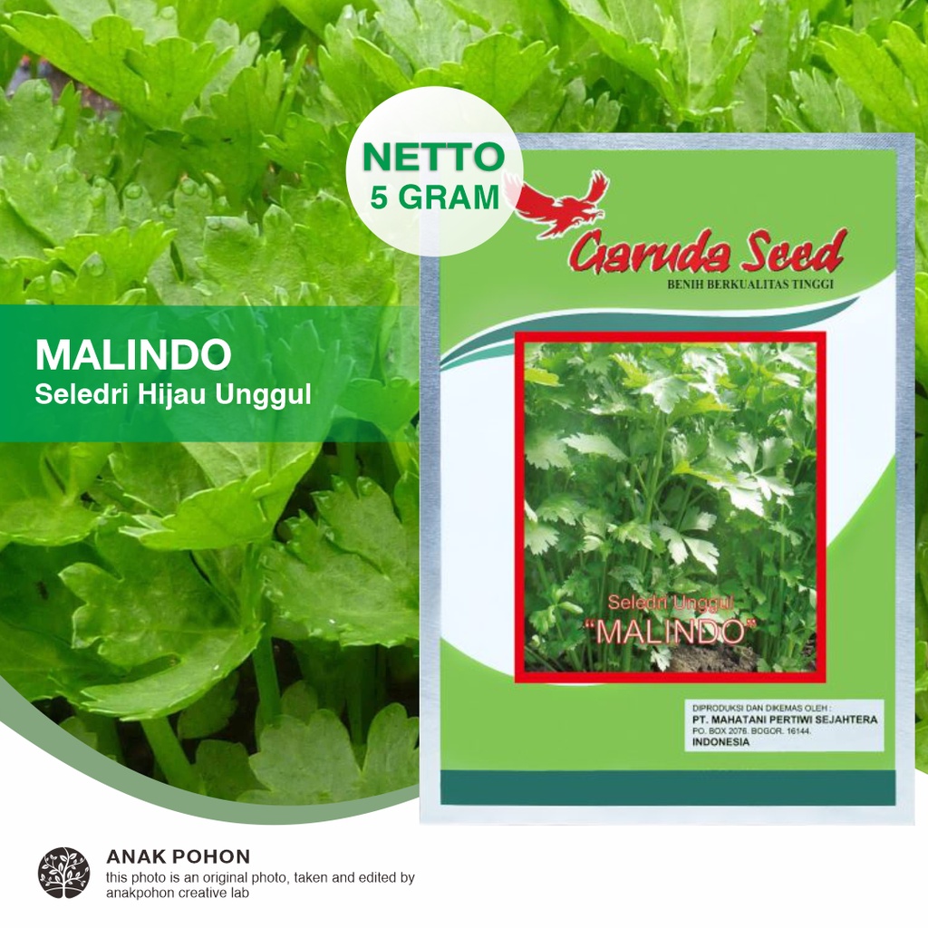 Jual (1 PACK) Benih Seledri Hijau Unggul MALINDO Seeds - Garuda Seed ...