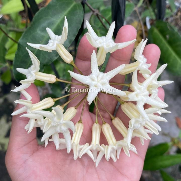 Jual Tanaman Bunga Hoya Verstegii | Shopee Indonesia
