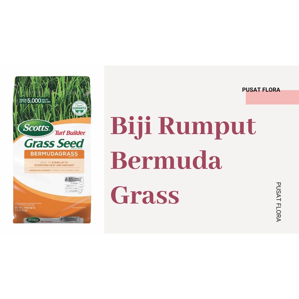 Jual PROMO 50 GRAM Biji rumput jepang - benih rumput jepang - bibit ...