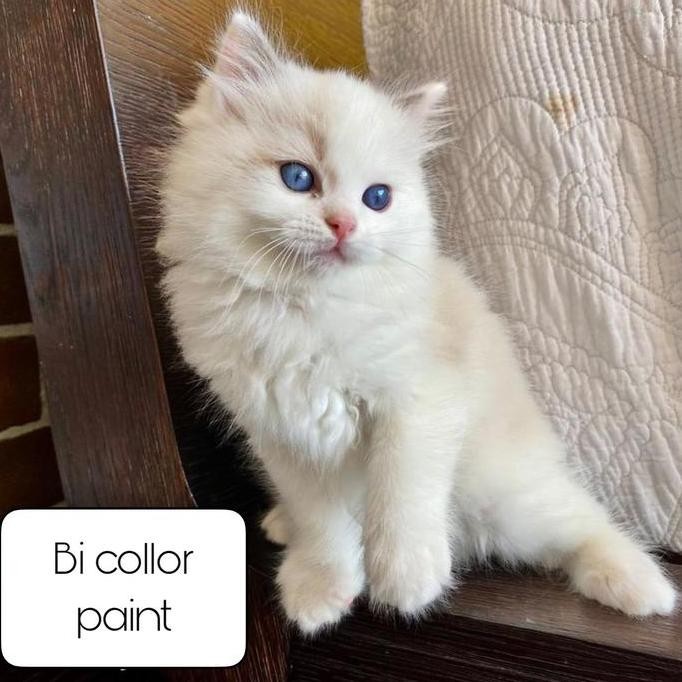 Harga Ragdoll Kittens Terbaru Jul 2025 | BigGo Indonesia