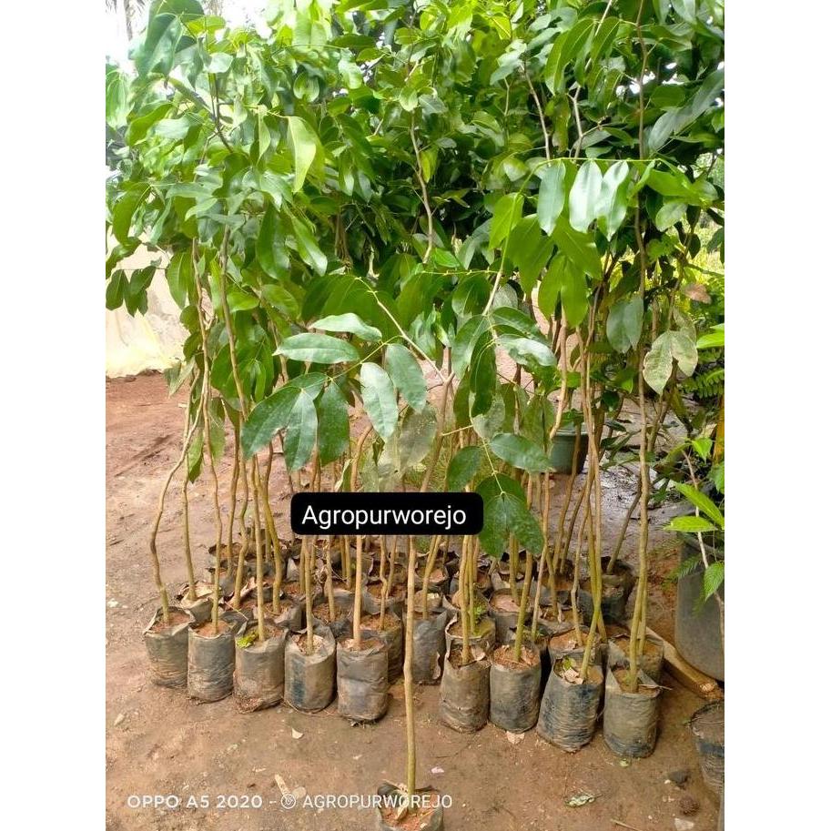 Harga bibit kayu merbau Terbaru Feb 2026 | BigGo Indonesia