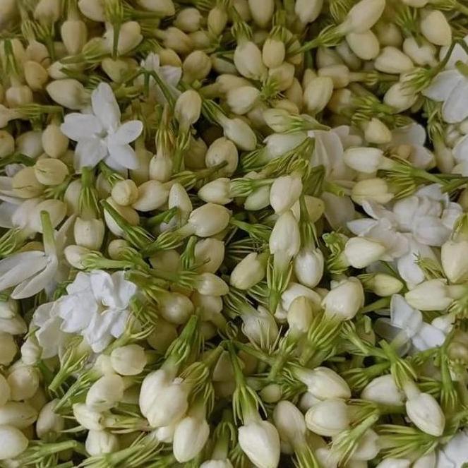 Harga Melati Segar Kiloan Terbaru Mei 2026 | BigGo Indonesia