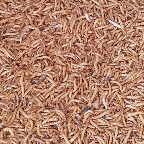 Harga ulat hongkong 1kg Terbaru Jun 2026 | BigGo Indonesia